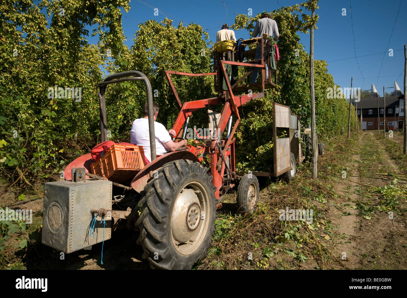 Harvest harvesting kentish hops hi-res stock photography and images - Alamy