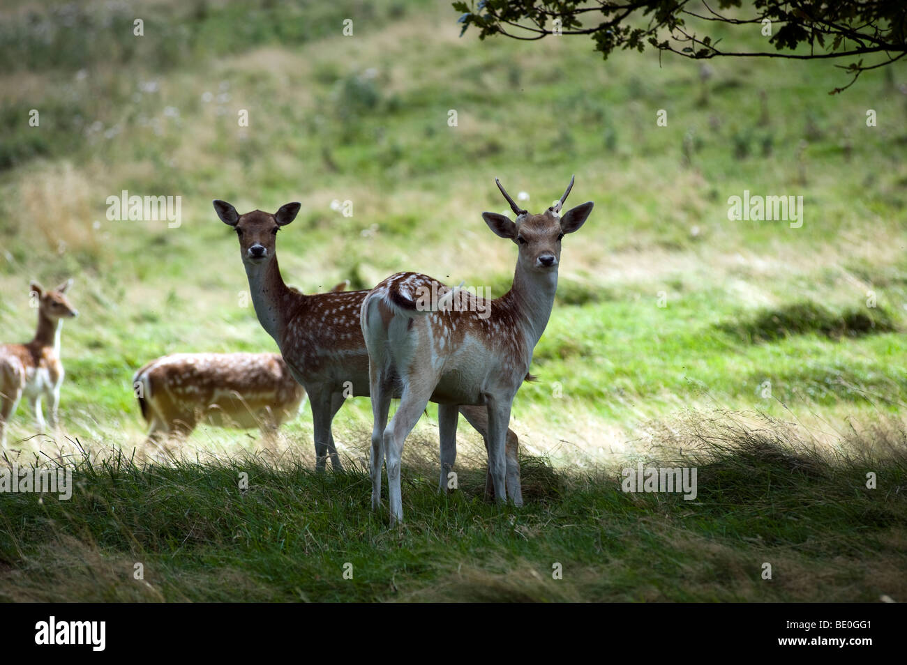 Deer in field Stock Photo - Alamy