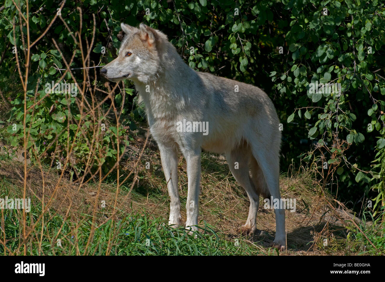 An alert Timber Wolf Stock Photo - Alamy