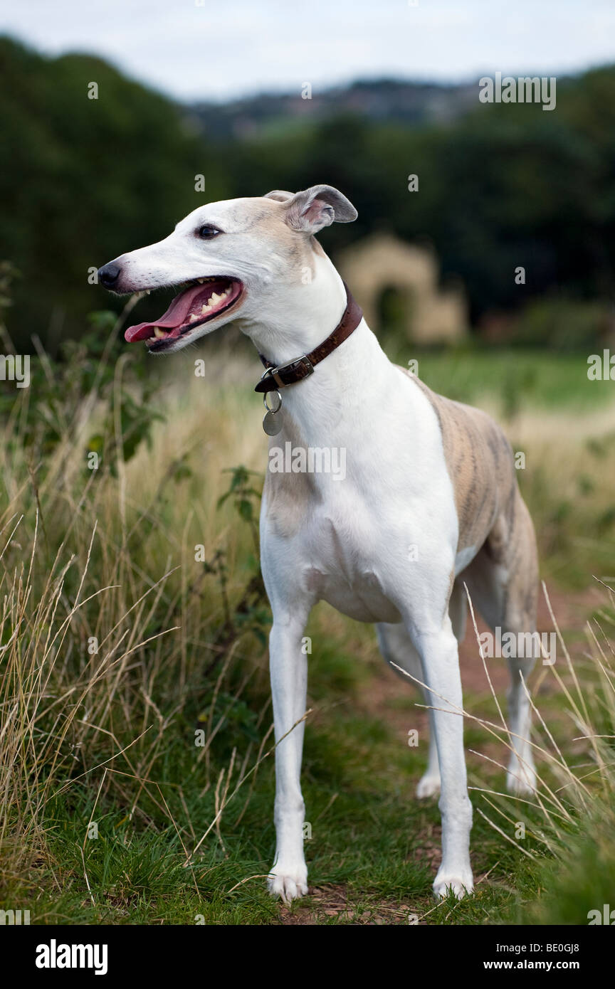 Whippet portrait hi-res stock photography and images - Alamy