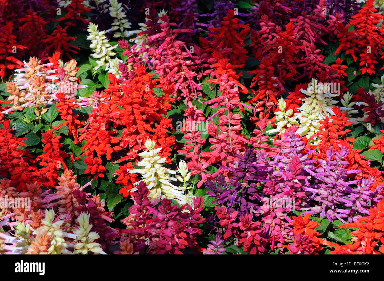 Salvia Flowers plant Stock Photo - Alamy