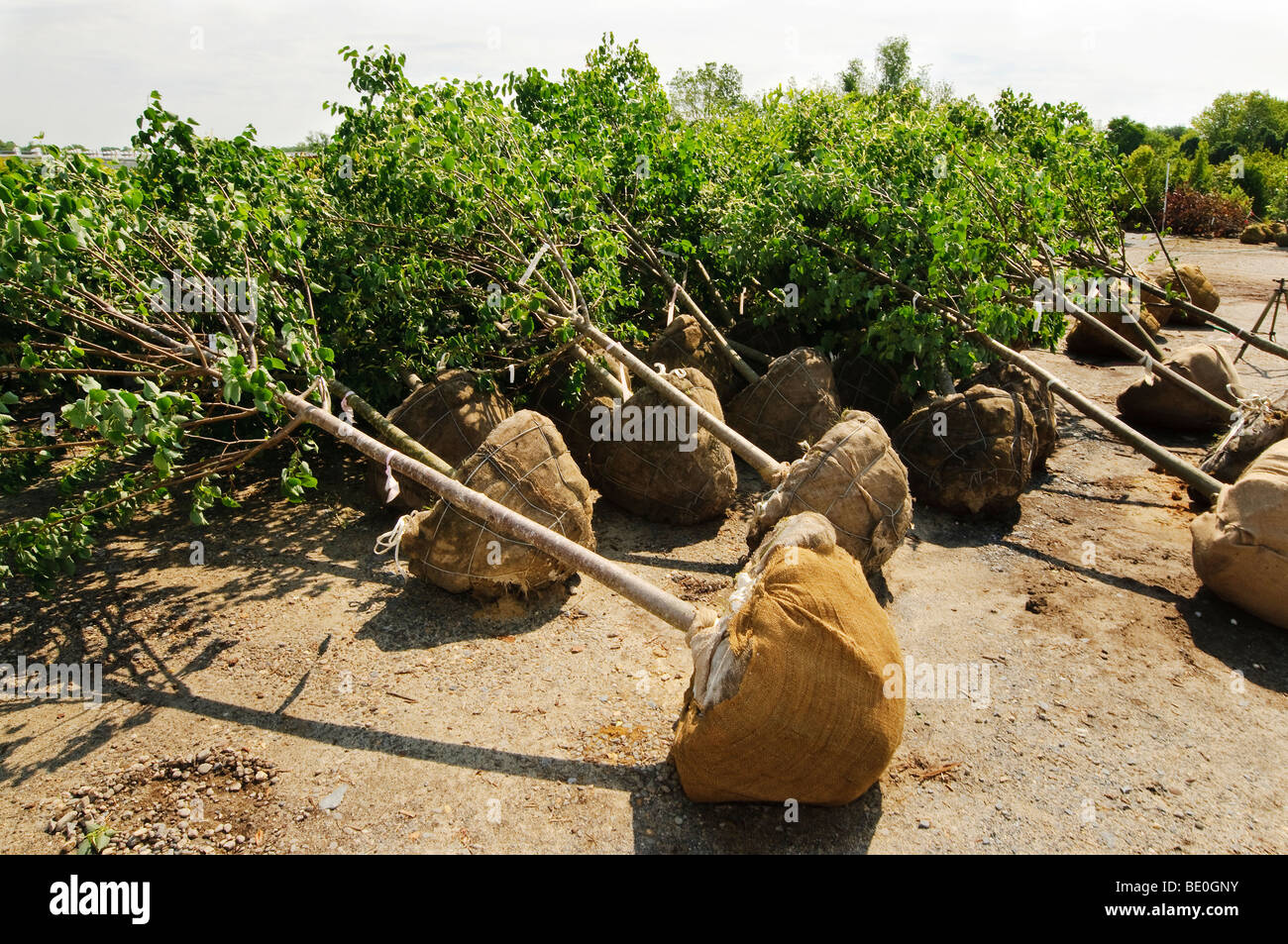 Tree trees farm hi-res stock photography and images - Alamy