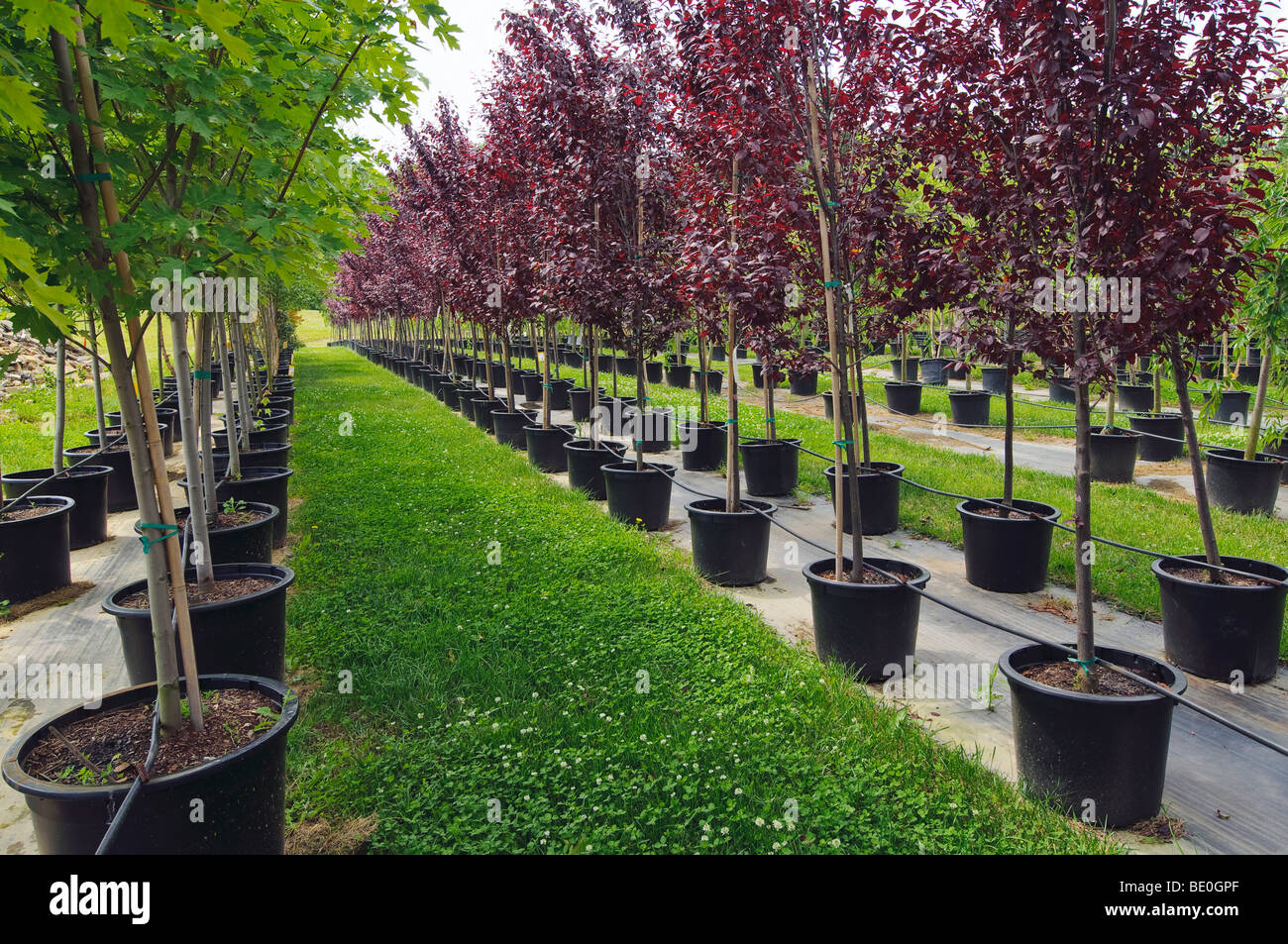 Tree trees farm hi-res stock photography and images - Alamy