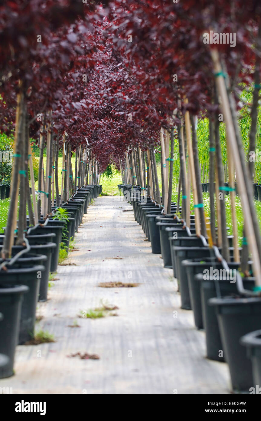 Tree trees farm hi-res stock photography and images - Alamy