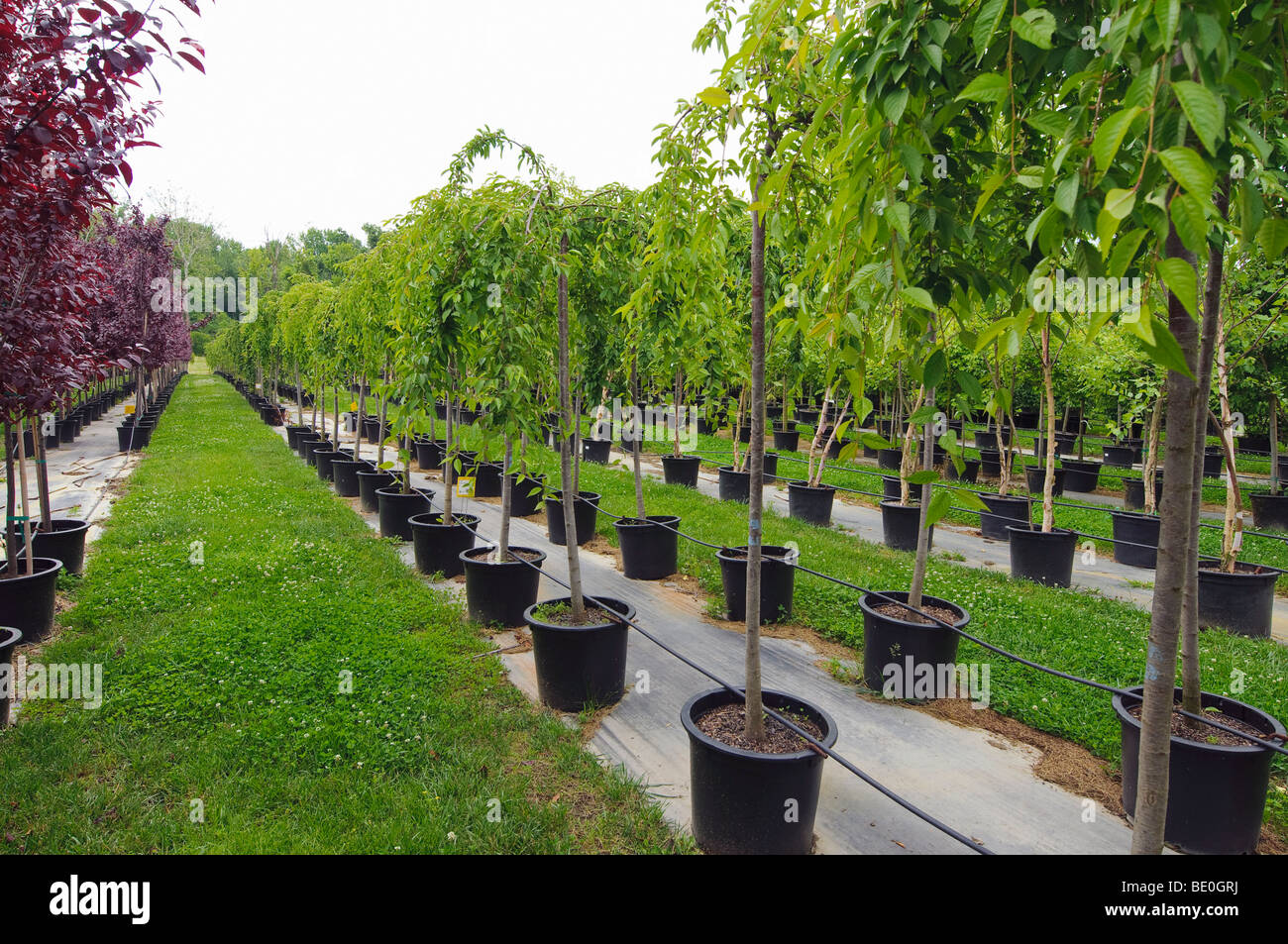 Tree trees farm hi-res stock photography and images - Alamy