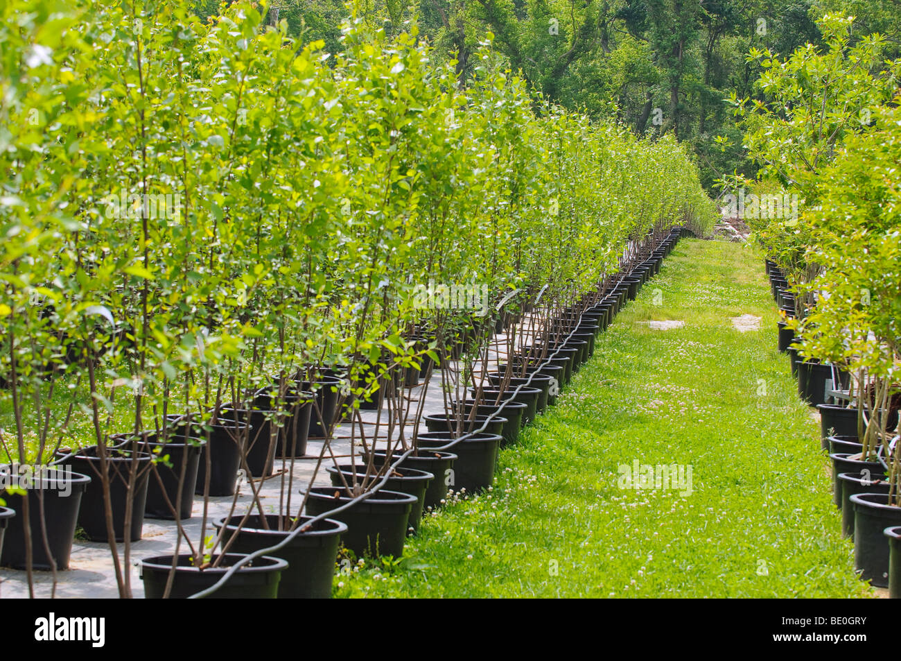 Tree trees farm hi-res stock photography and images - Alamy