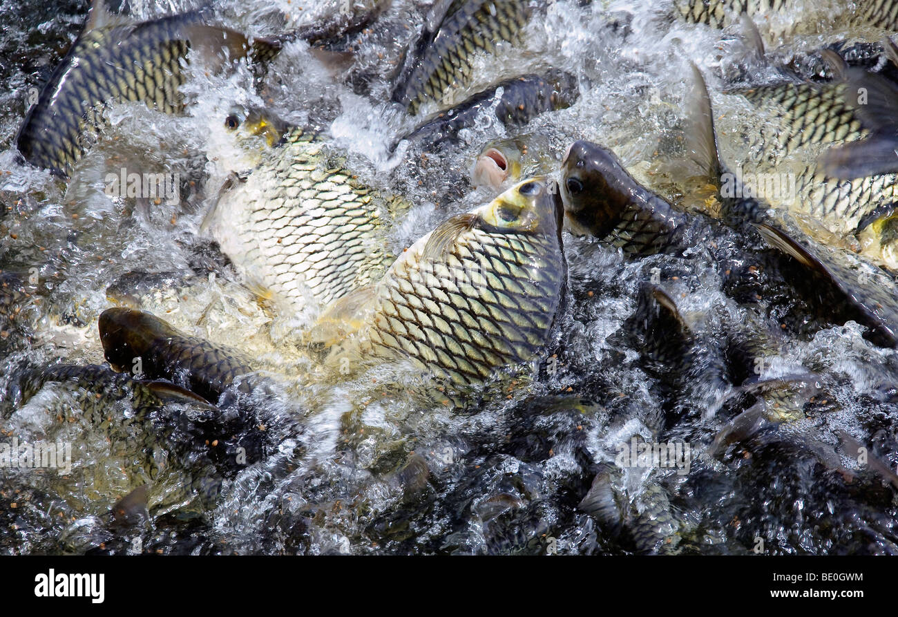 Cultivated fish hi-res stock photography and images - Alamy