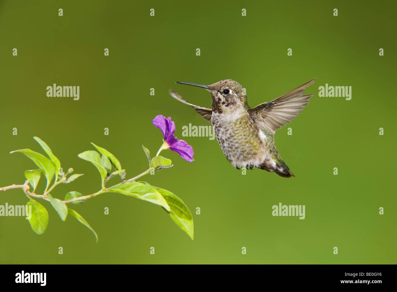 Photo of hummingbird hi-res stock photography and images - Alamy