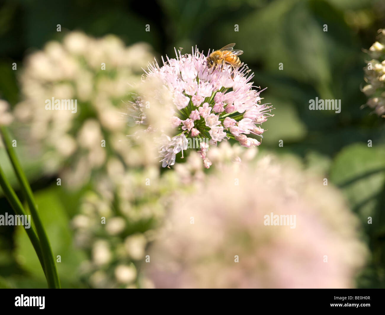 Collecting pollen hi-res stock photography and images - Alamy