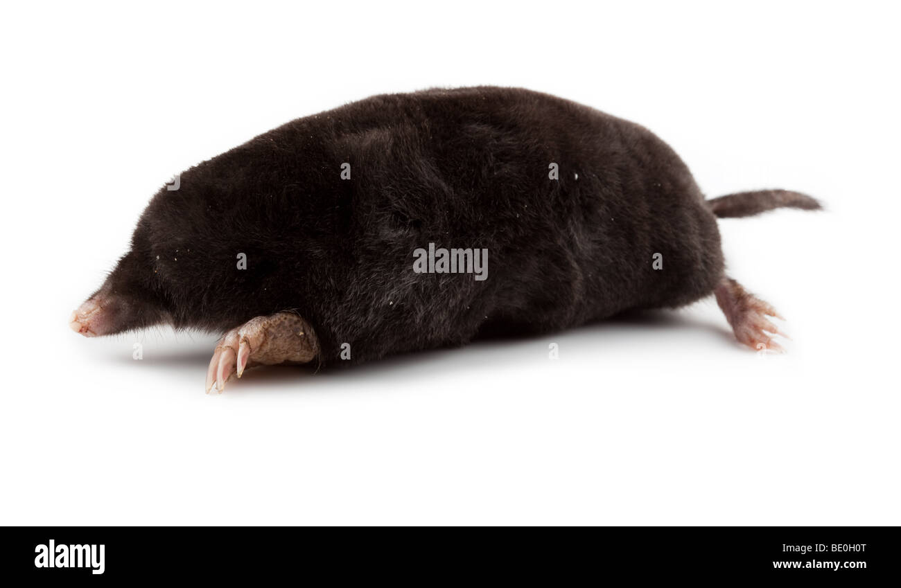 Common mole Cut Out Stock Images & Pictures - Alamy