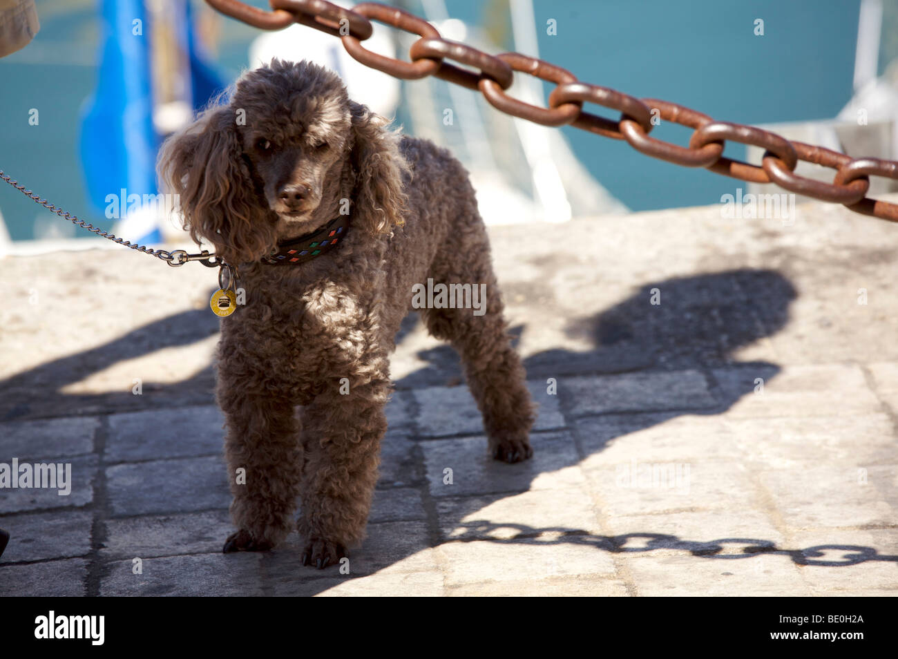 The french poodle hi-res stock photography and images - Alamy