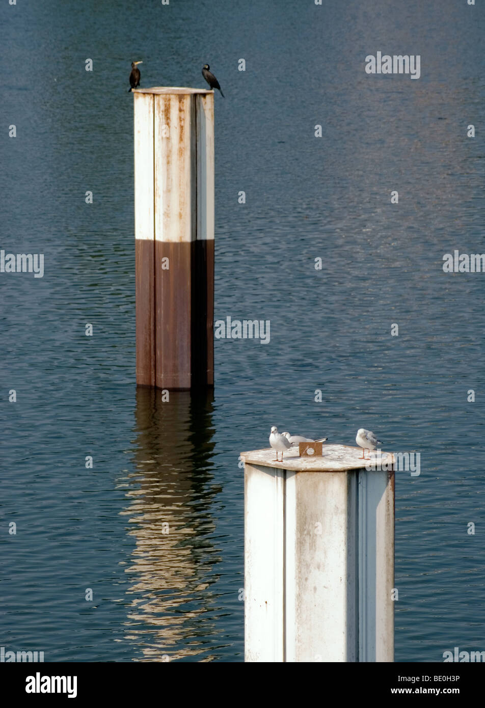 black and white birds separated Stock Photo - Alamy