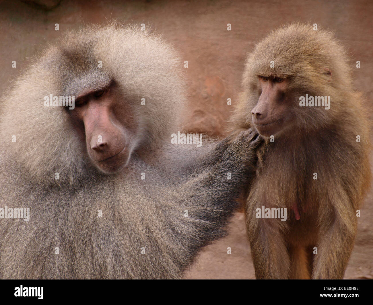 Hamadryas Baboons