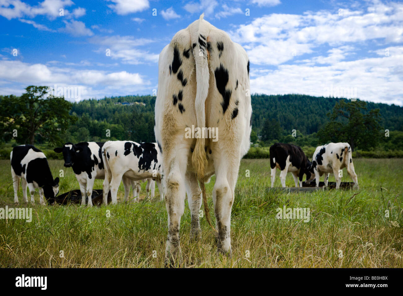 Rear end of cow grazing in field Stock Photo - Alamy