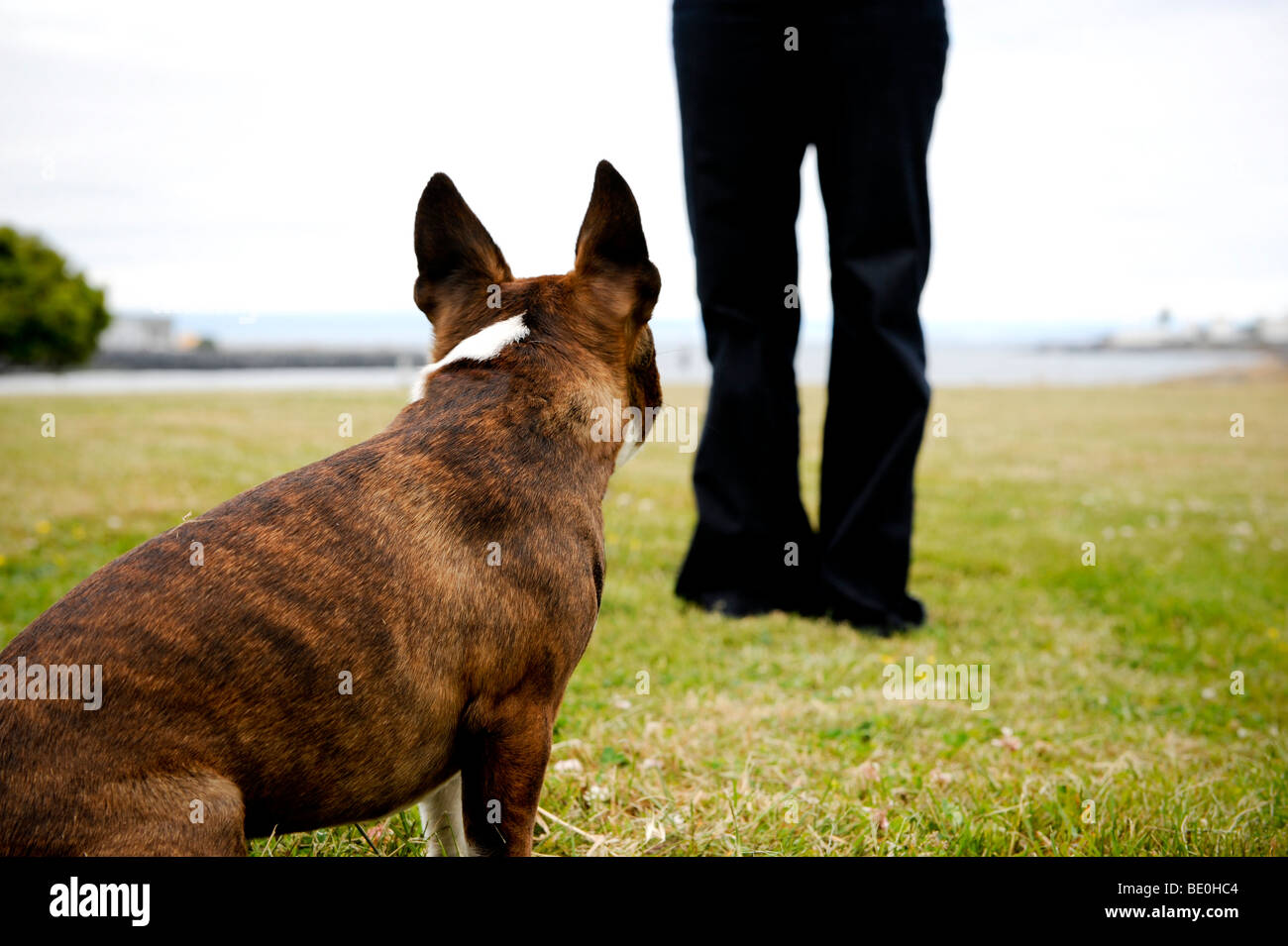 Rearview of dog following its owner Stock Photo - Alamy