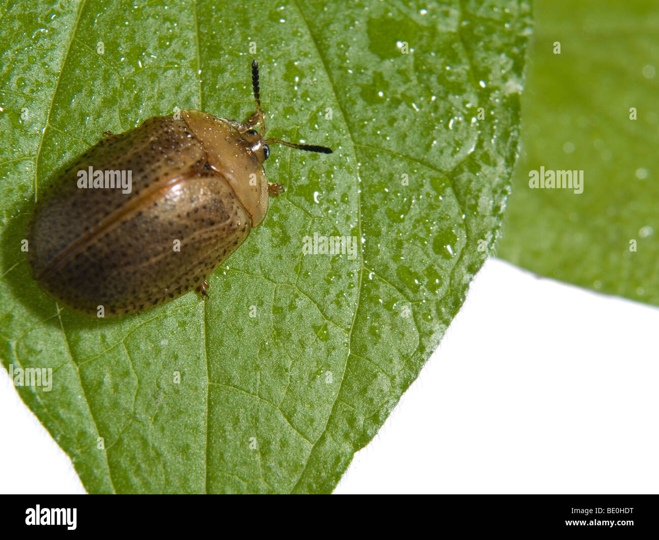 Bug walking on a green plant over white background Stock Photo - Alamy