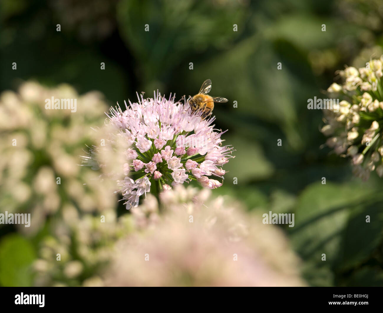 Bee collecting pollen from purple hi-res stock photography and images ...