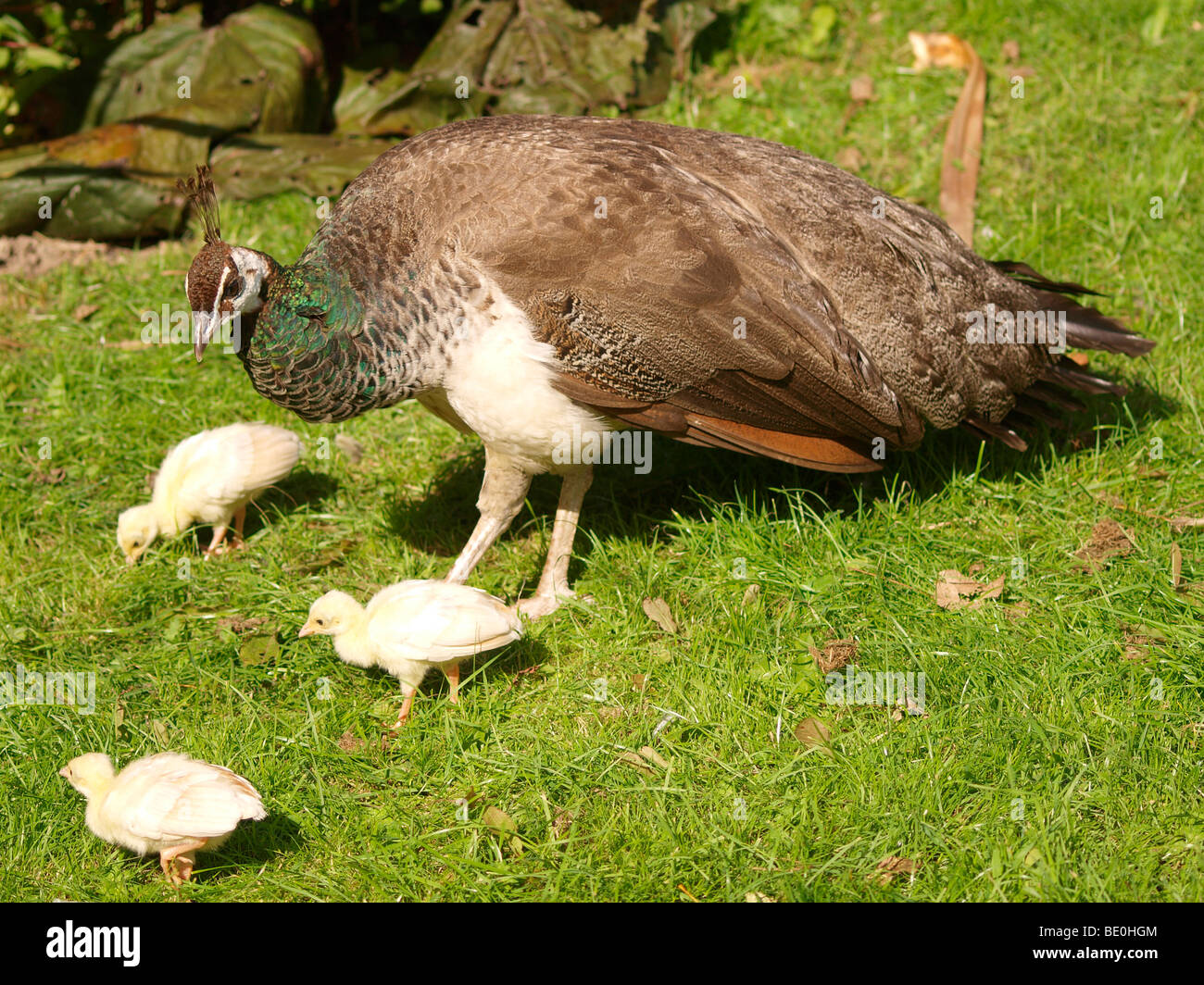 Mother peacock peahen chick hi-res stock photography and images - Alamy