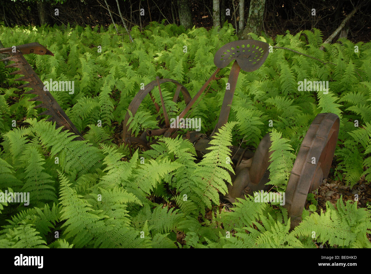 An old hay cutting machine sits among ferns Stock Photo - Alamy