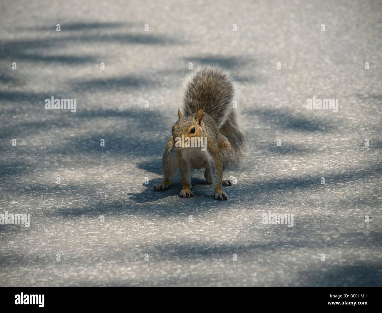 A grey squirrel ready to run across the street Stock Photo - Alamy