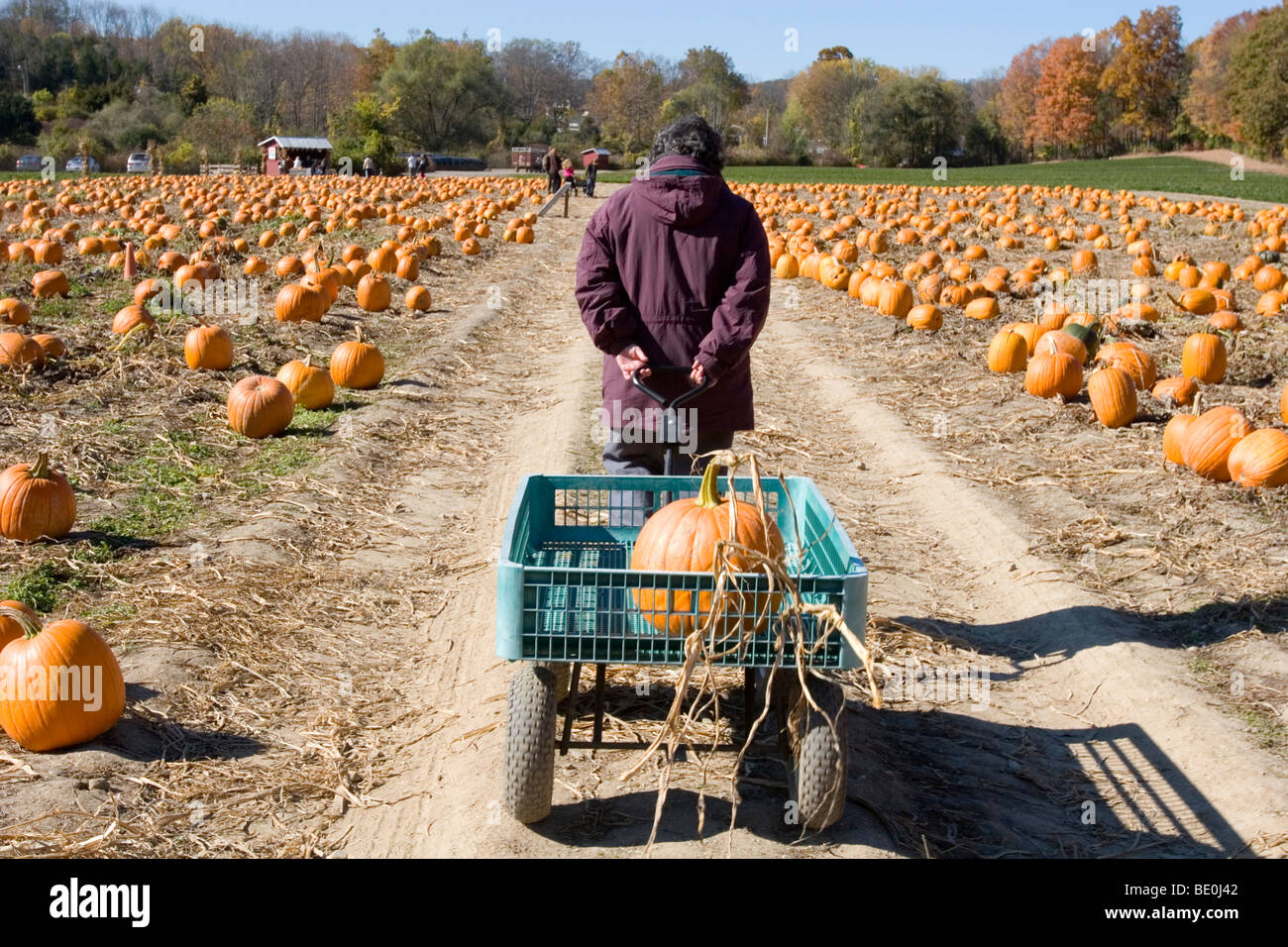 A woman pulls a pumpkin in a cart Stock Photo - Alamy