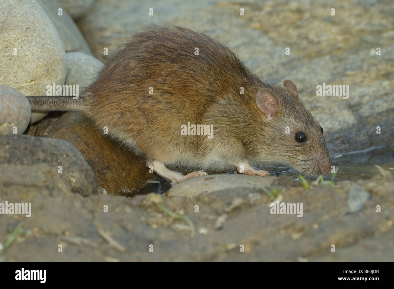 Norway rat hi-res stock photography and images - Alamy