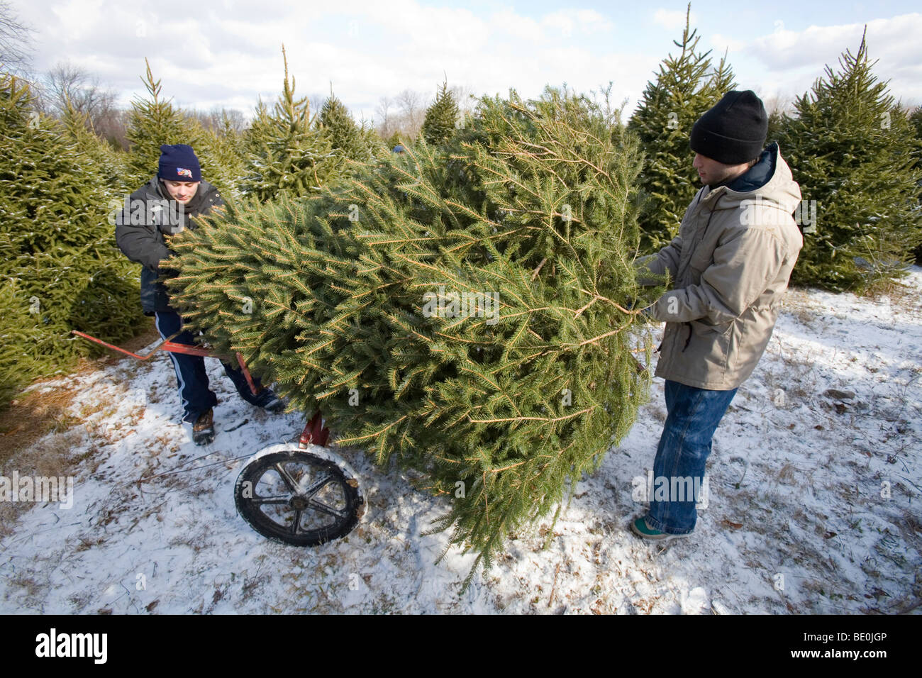 Men cutting down tree hi-res stock photography and images - Alamy