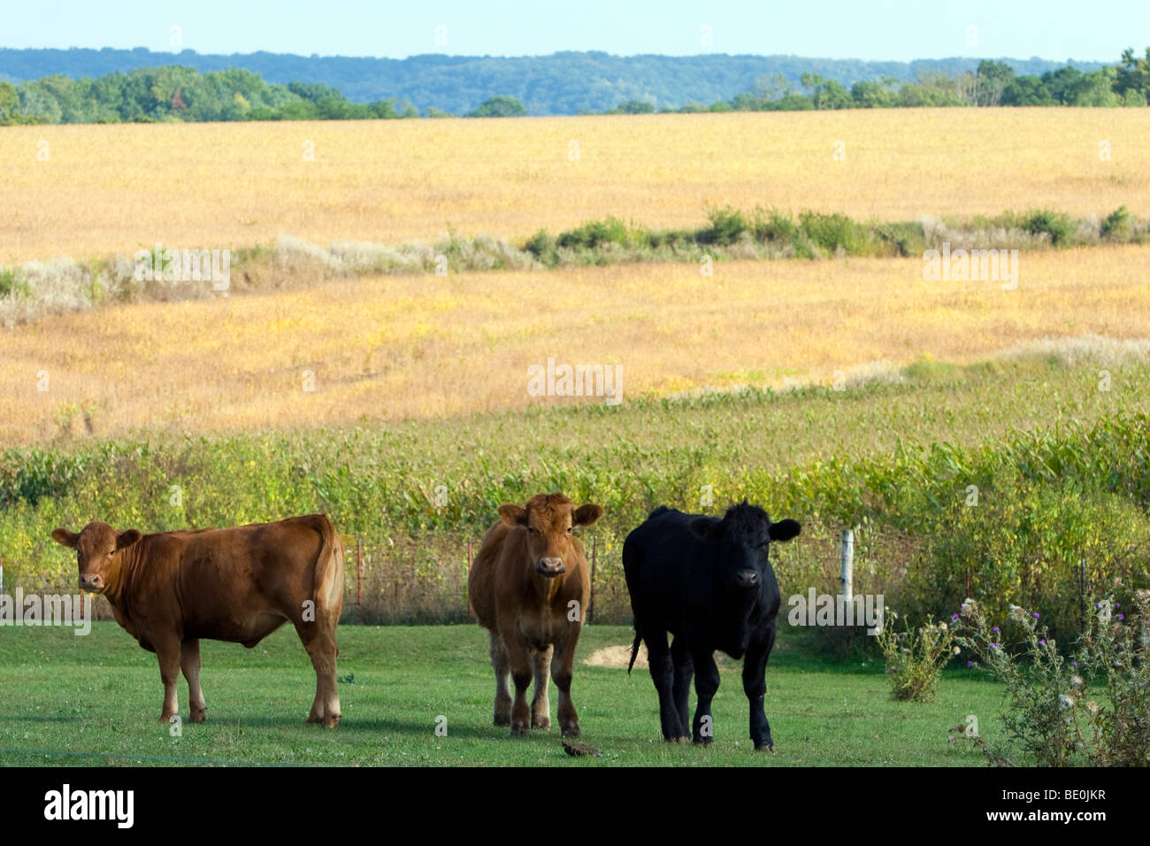 Iowa farmer hi-res stock photography and images - Alamy