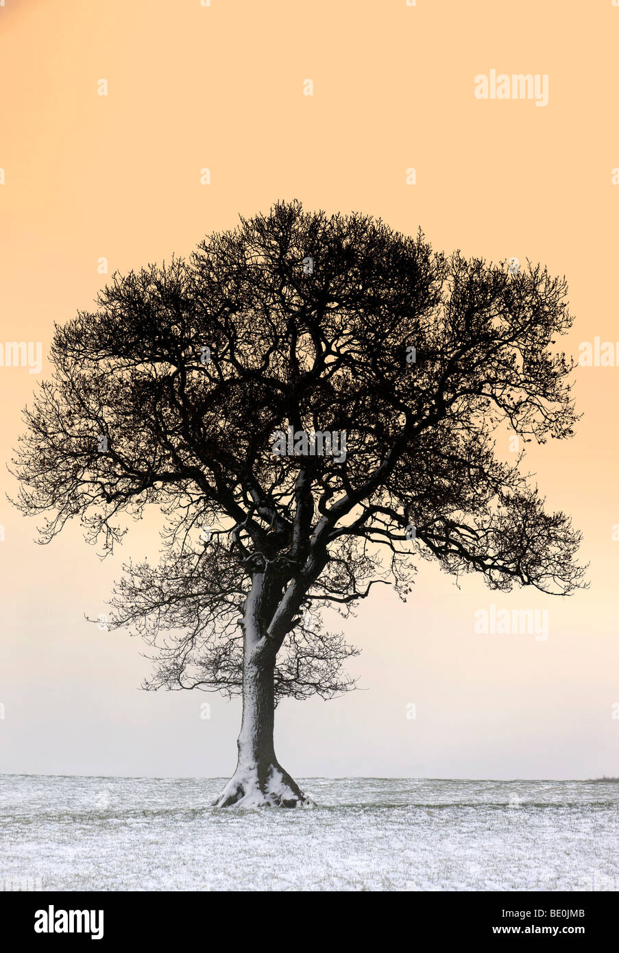 Lone tree in field Stock Photo - Alamy