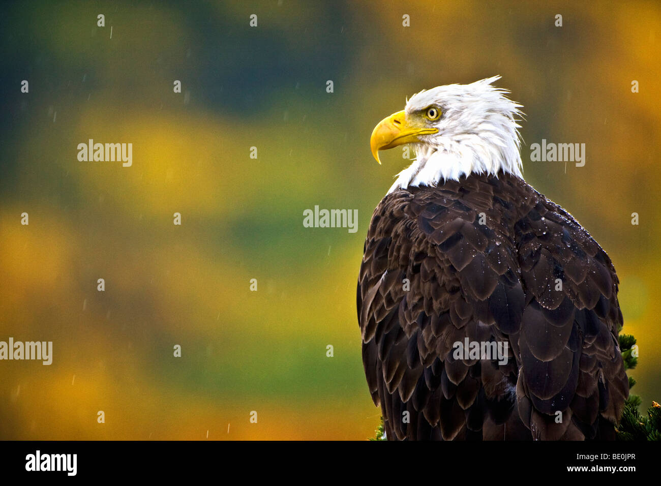 Bald eagle side view hi-res stock photography and images - Alamy