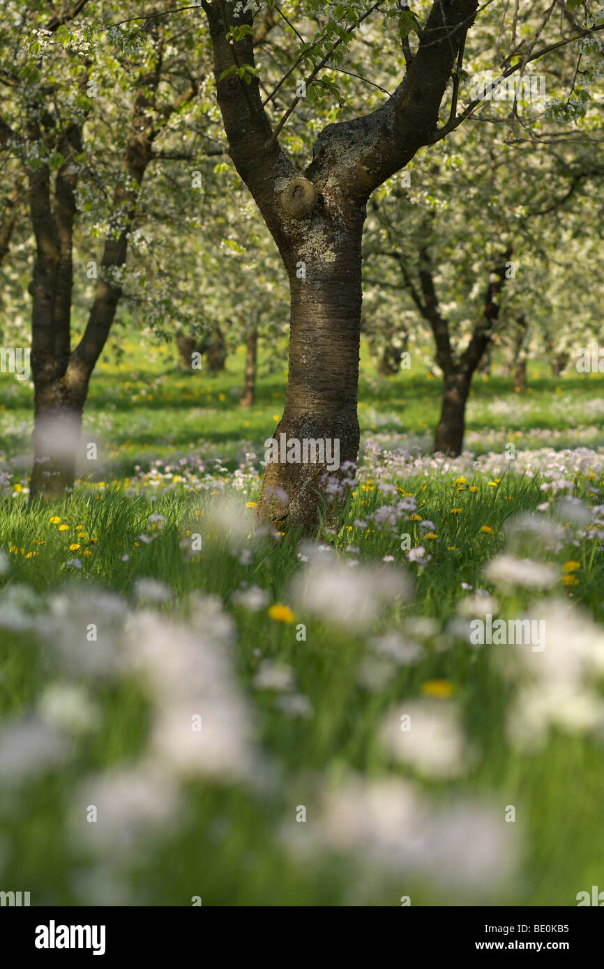 Cherry trees in bloom baden wuerttemberg hi-res stock photography and ...
