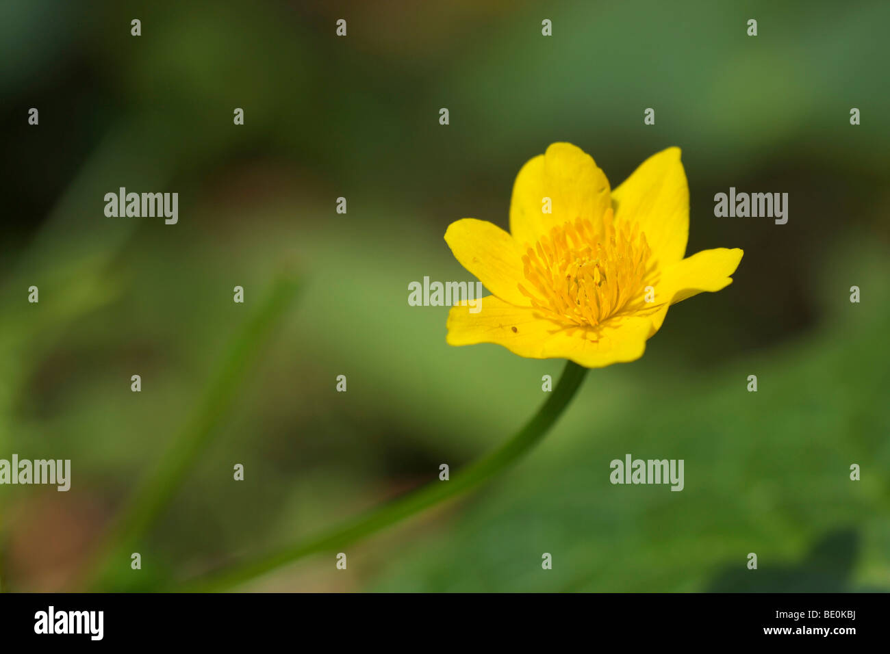 Marigold caltha hi-res stock photography and images - Alamy
