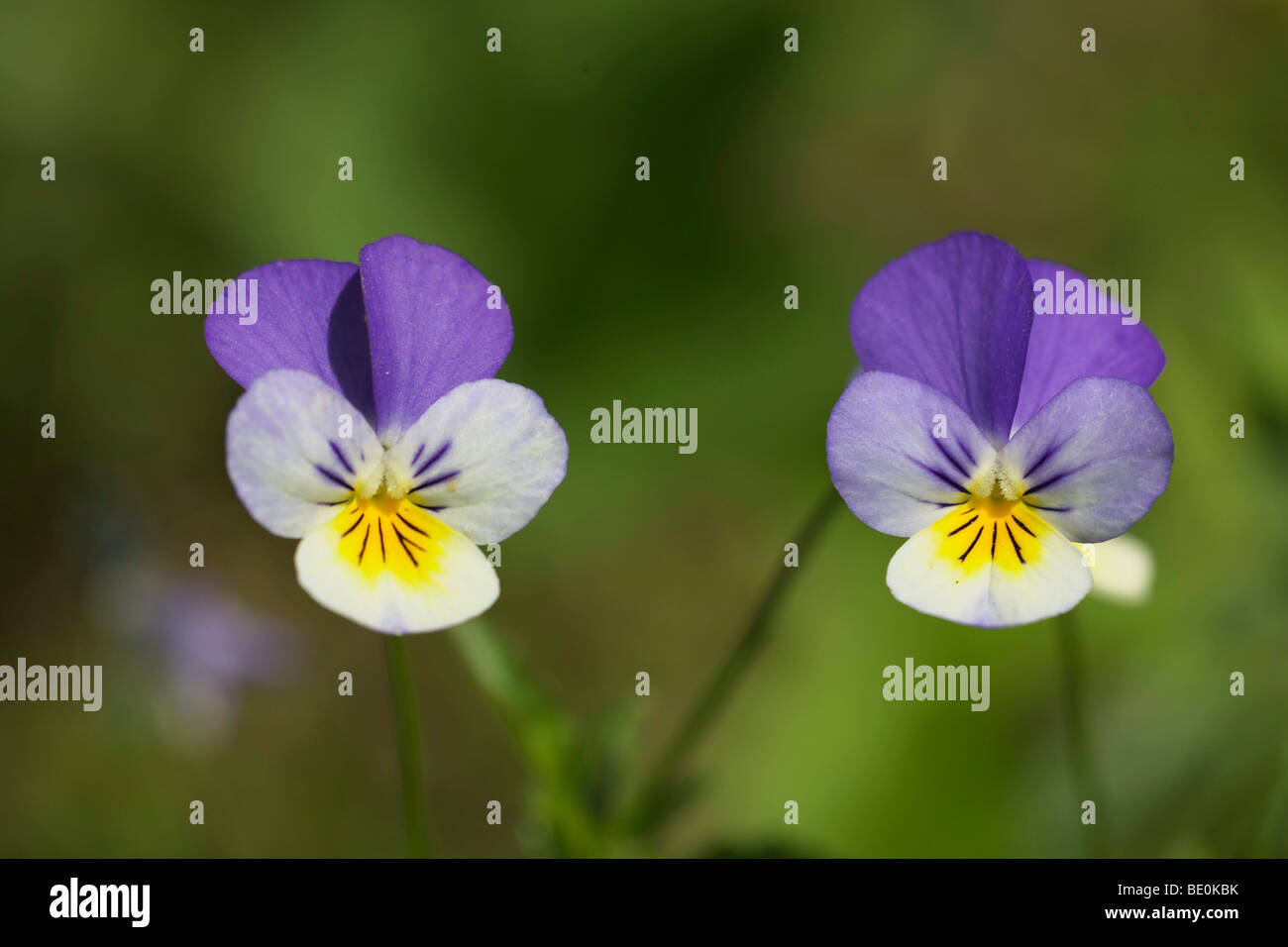Viola tricolor wild hi-res stock photography and images - Alamy