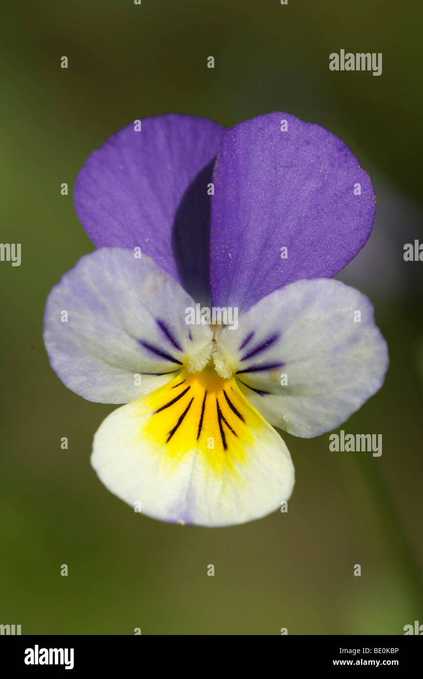 Viola species hi-res stock photography and images - Alamy