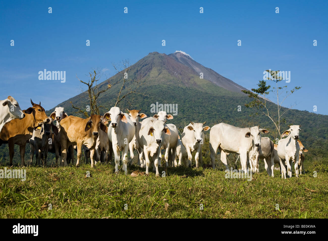 A herd of farm animals with Arenal Volcano in the background Stock ...