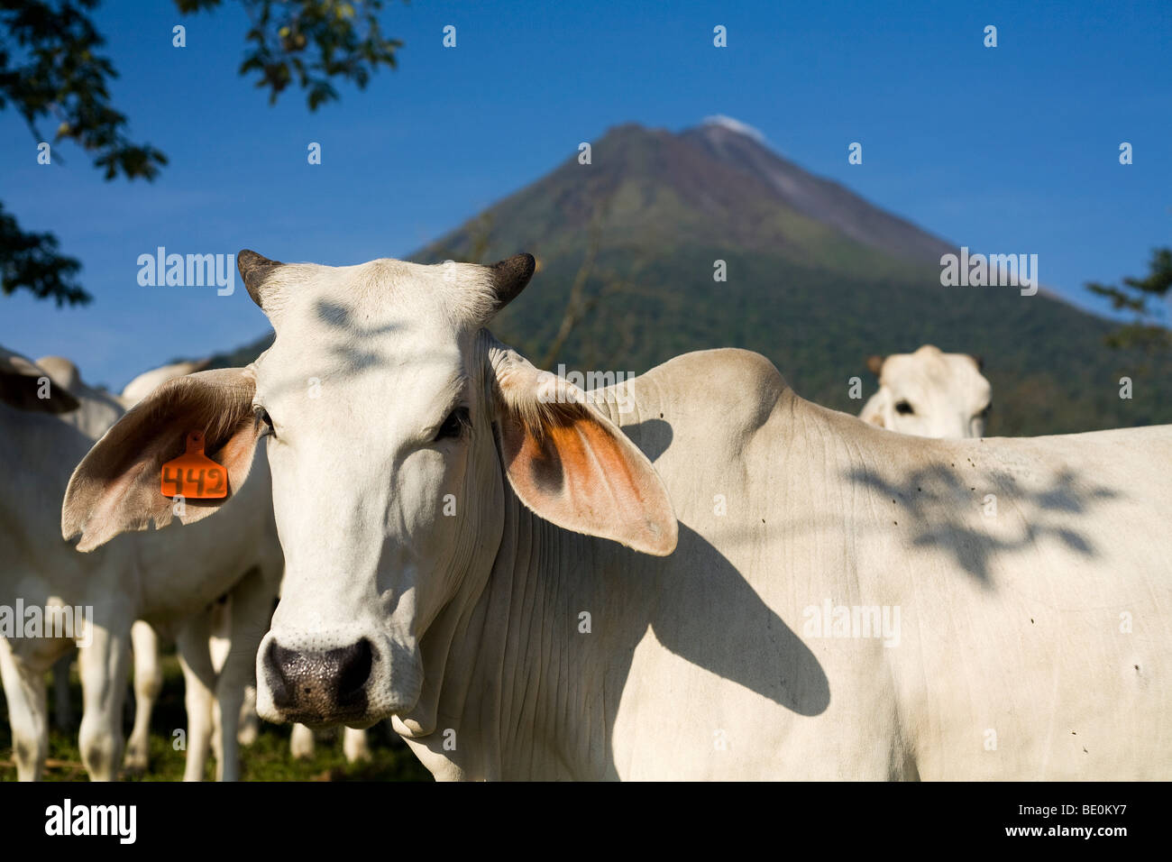 A herd of farm animals with Arenal Volcano in the background Stock ...
