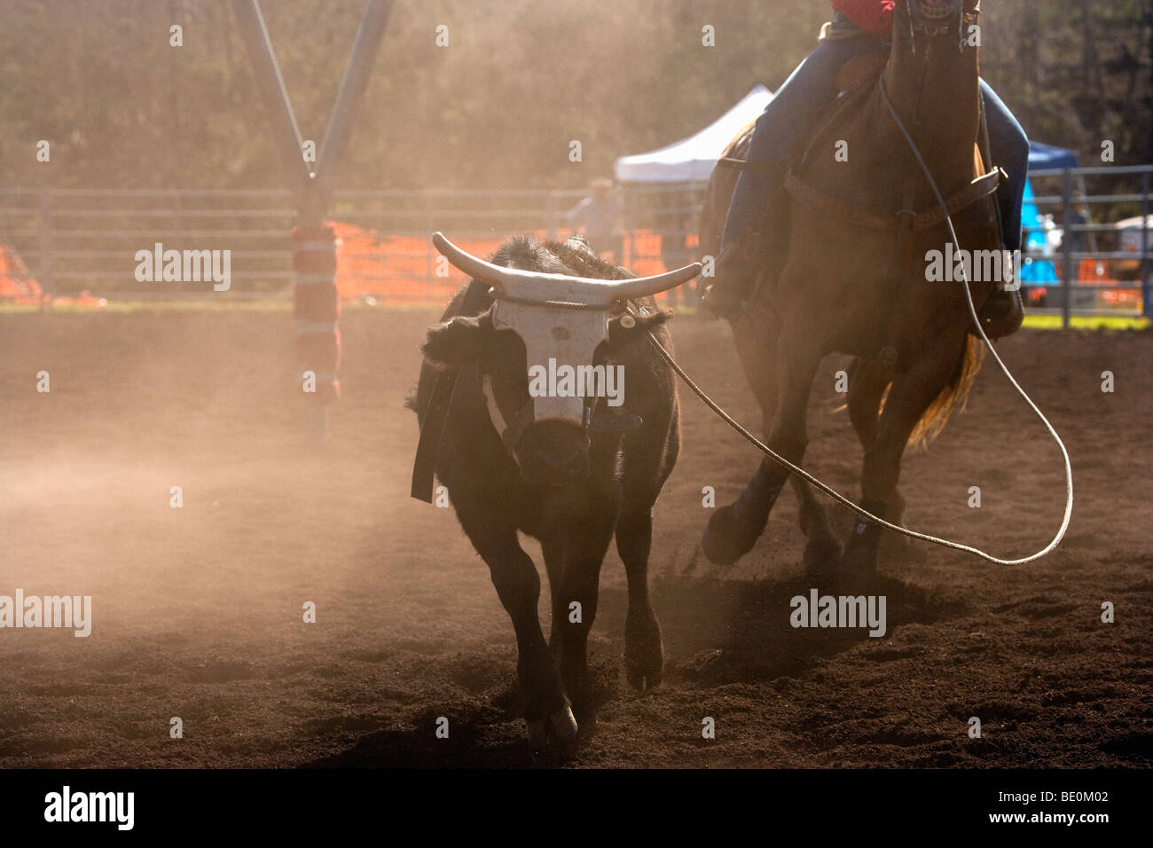 Calf rope hi-res stock photography and images - Alamy