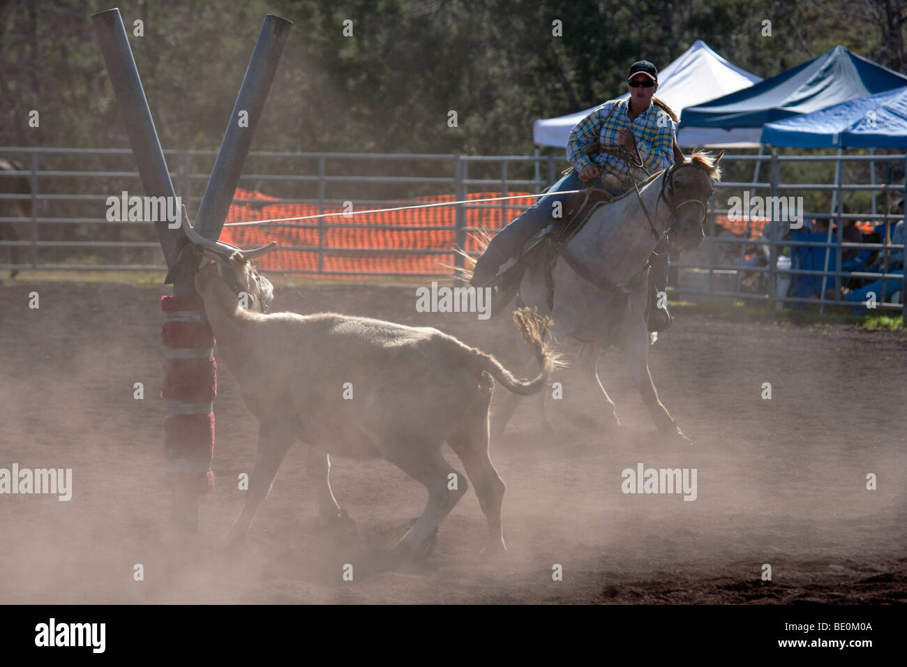 Female rodeo competitor ropes calf Stock Photo - Alamy