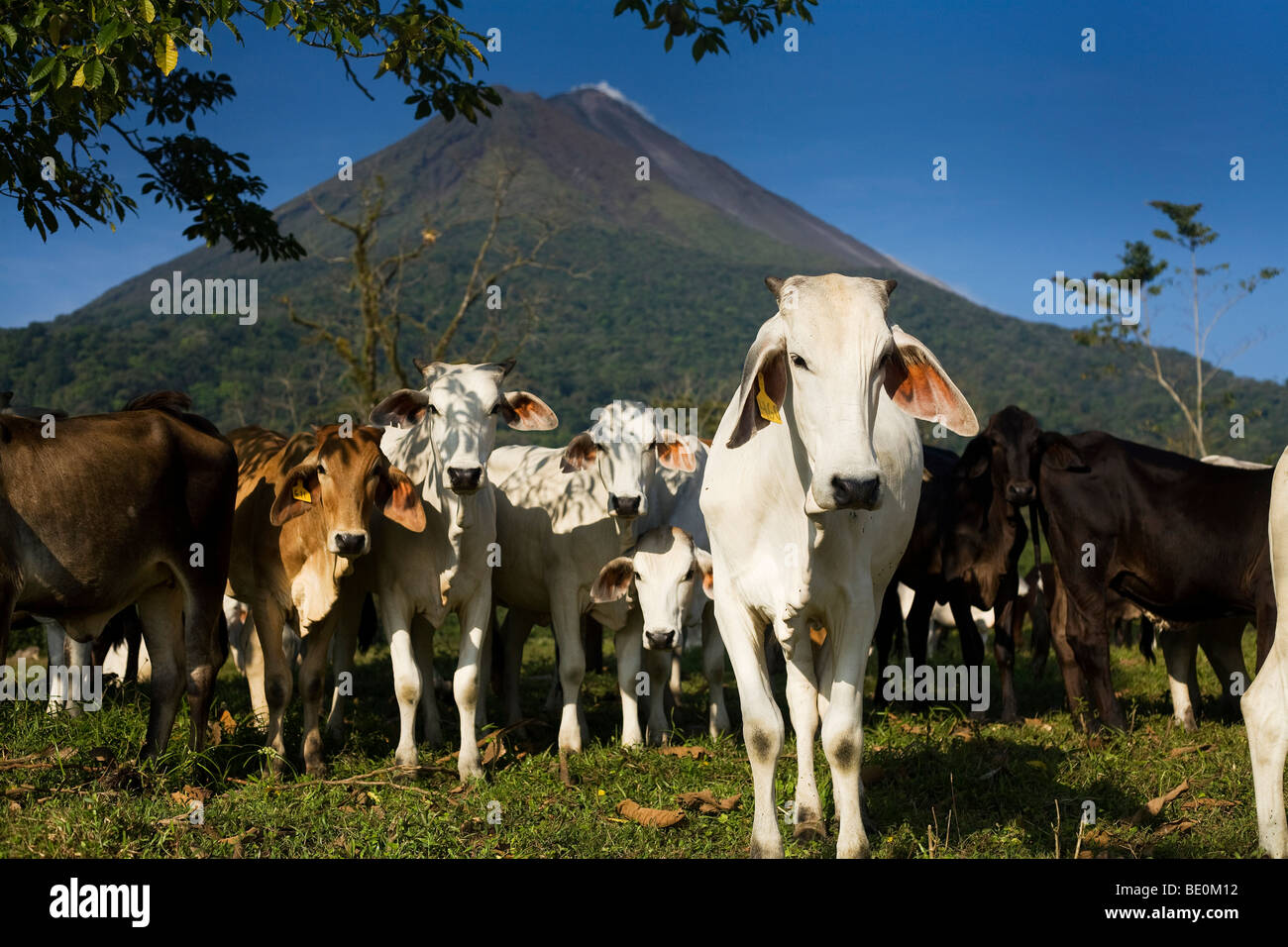 A herd of farm animals with Arenal Volcano in the background Stock ...