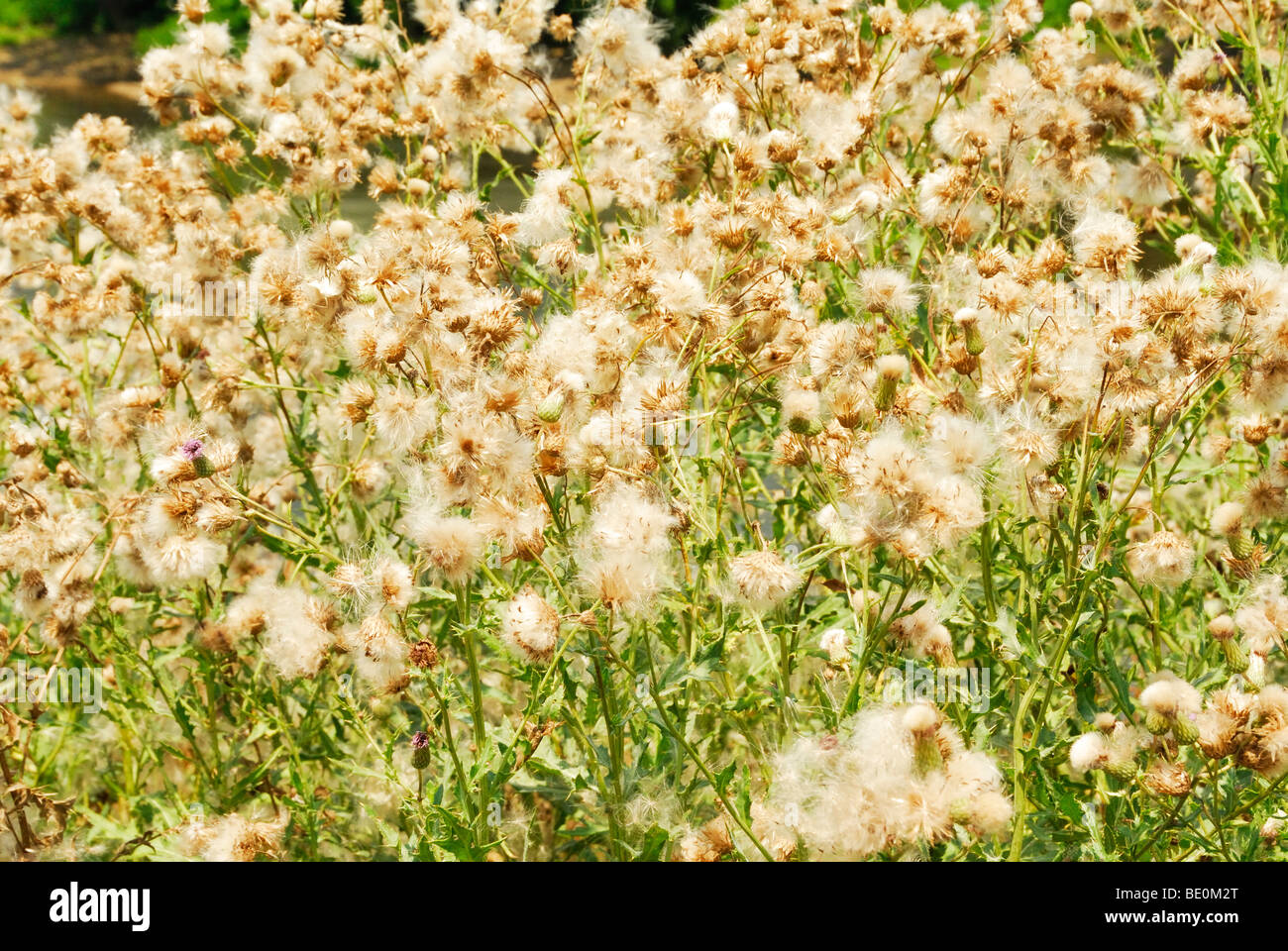Thistles seed hi-res stock photography and images - Alamy