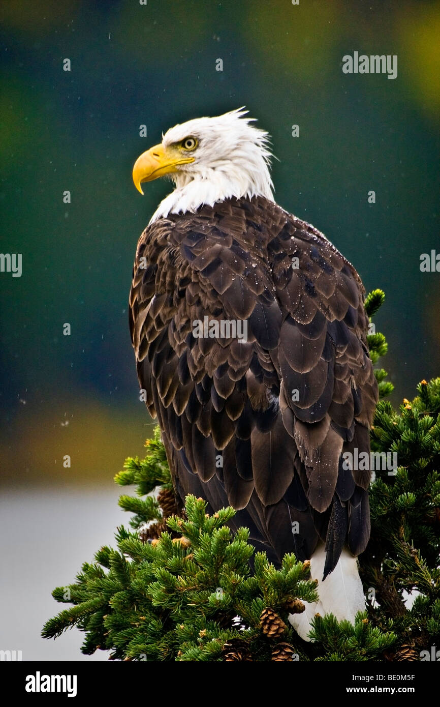 Side view of American Bald Eagle perched on evergreen branch Stock ...