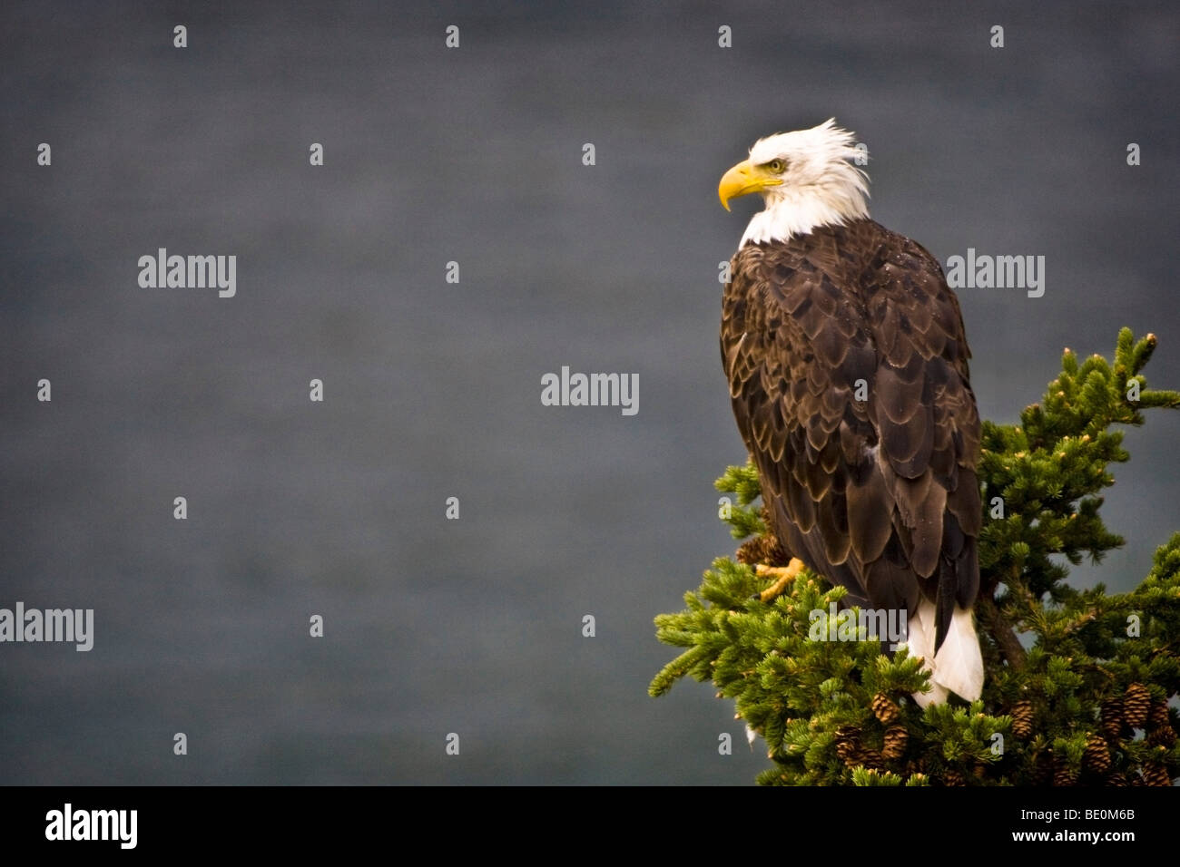 Side view of American Bald Eagle perched on evergreen branch Stock ...