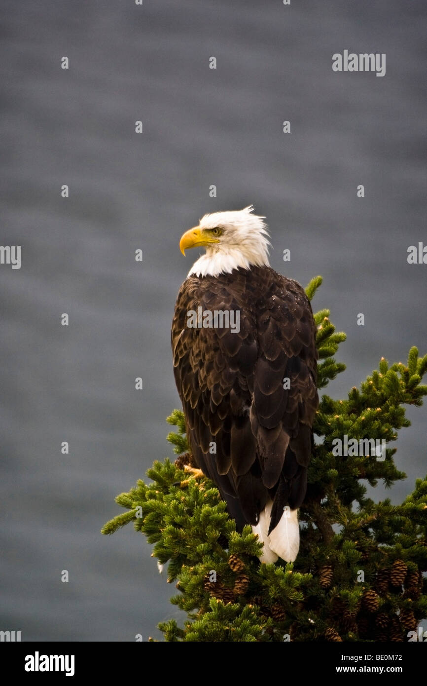 Side view of American Bald Eagle perched on evergreen branch Stock ...