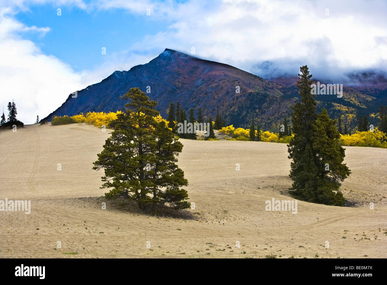 Carcross desert, Yukon Territory, Canada; World's smallest desert Stock ...
