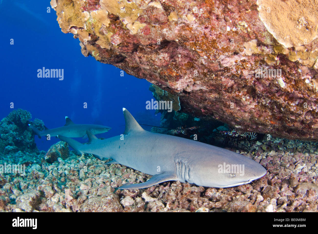Shark hi-res stock photography and images - Alamy