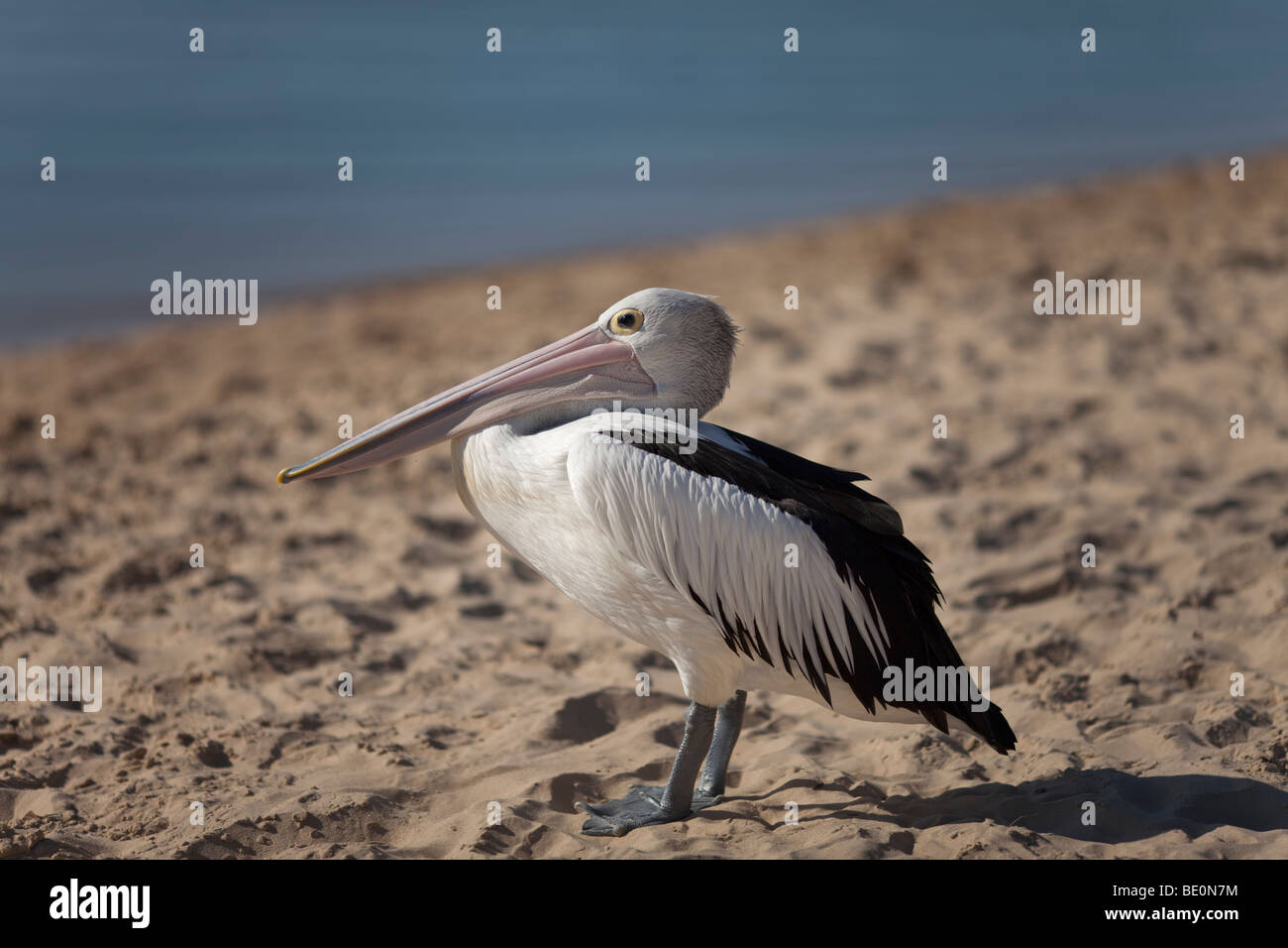 Australian pelican beach hi-res stock photography and images - Alamy