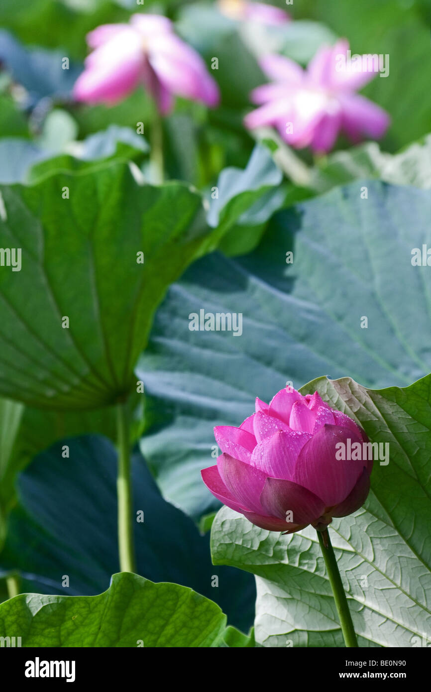 Asian Water Lily at Takada Park, Joetsu, Japan Stock Photo - Alamy