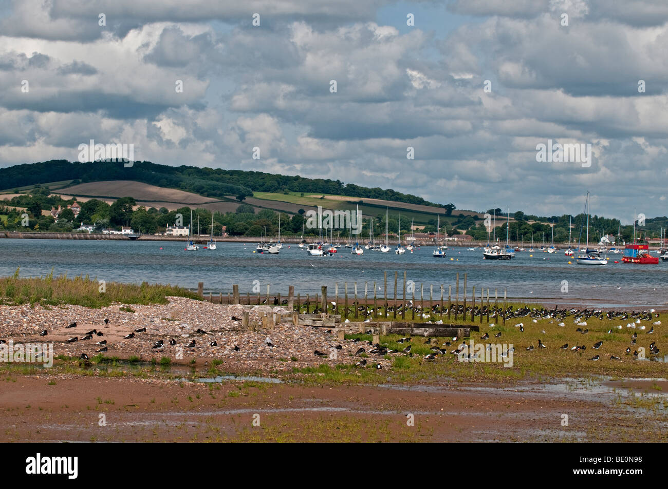 Exe Estuary. Dawlish Warren, Devon, England. With Oystercatchers Stock ...