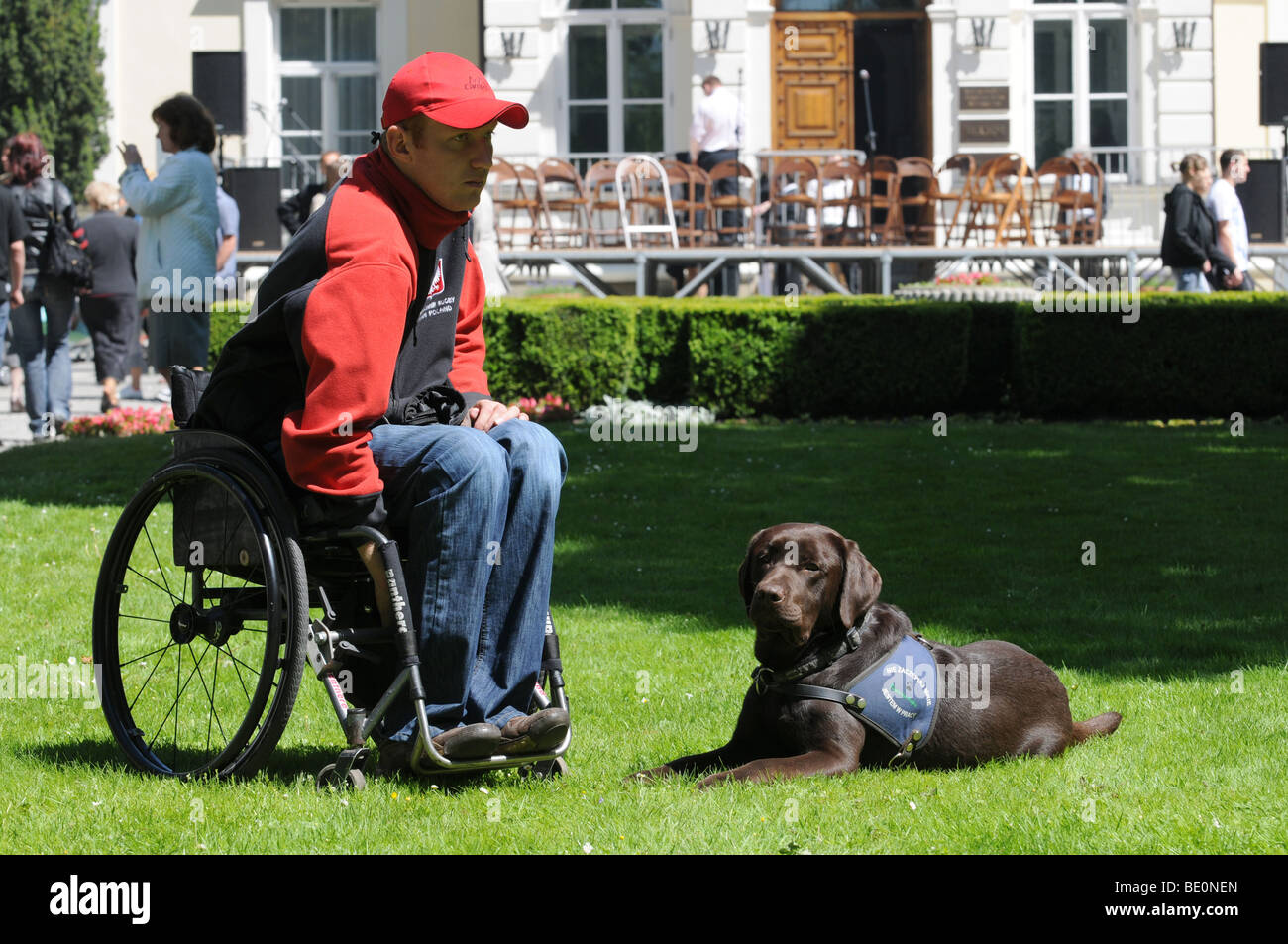 Labrador retriever dog trained to help disabled person Stock Photo - Alamy