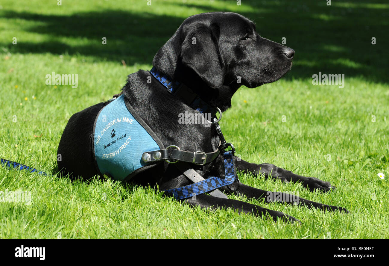 A Dog How To Help Disabled Person